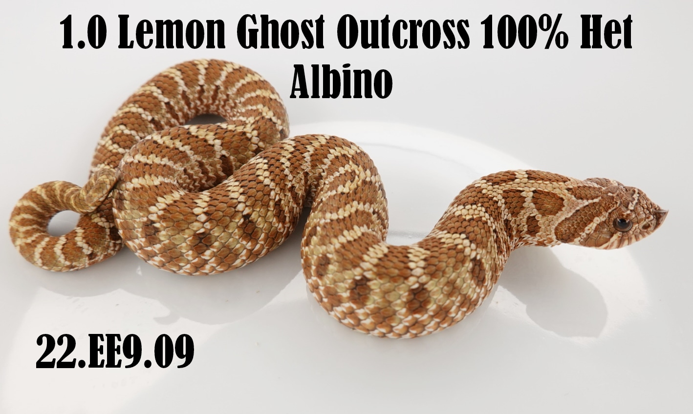 Lovely Yellow Lemon Ghost Outcross 100% Het Albino Western Hognose by ...