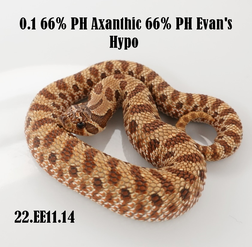 Red 66% PH Axanthic 66% PH Evan's Hypo Western Hognose by Ectotherm ...