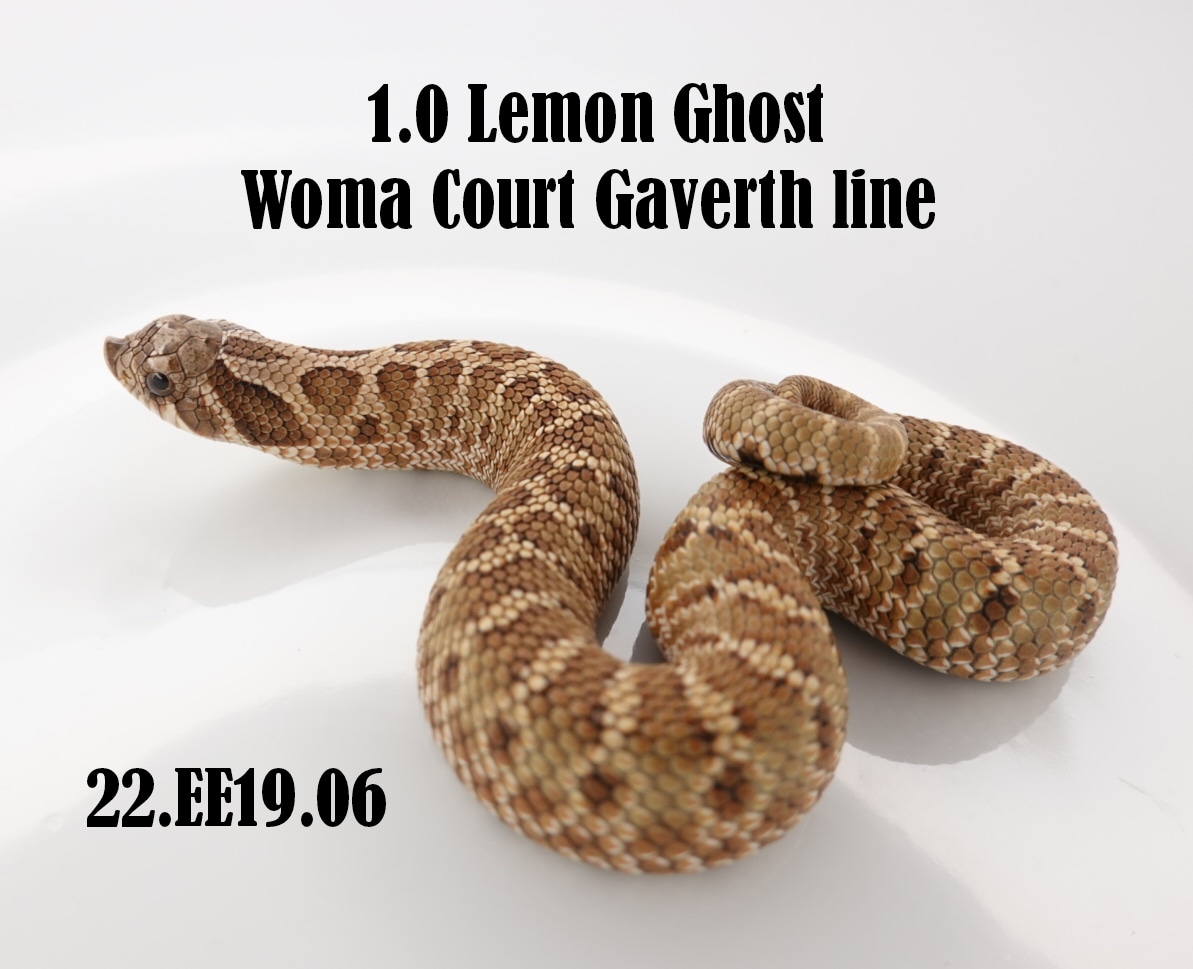 Lemon Ghost Woma Western Hognose by Ectotherm Empire - MorphMarket