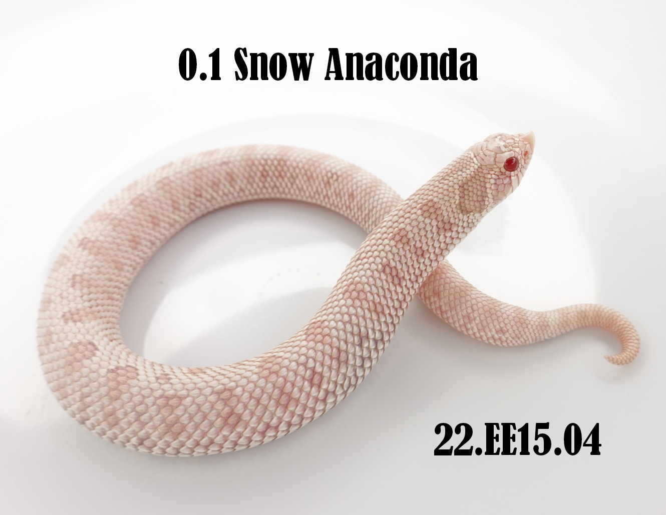 Snow Anaconda Western Hognose by Ectotherm Empire - MorphMarket