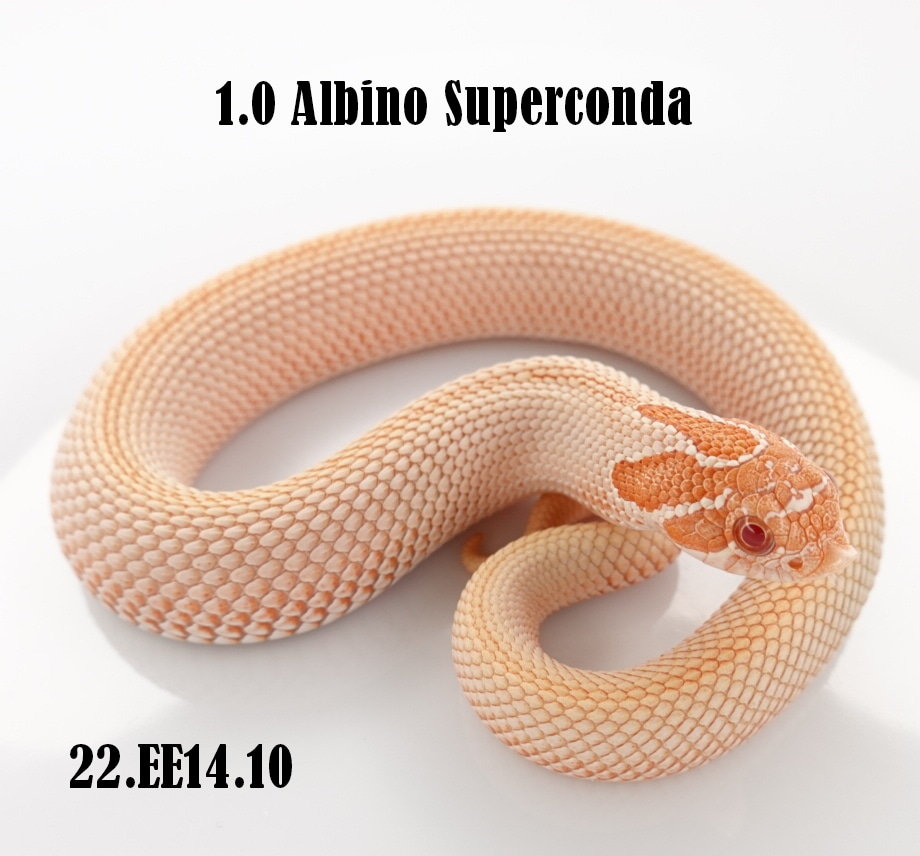 Curious Painted Stripe Albino Superconda Western Hognose by Ectotherm ...