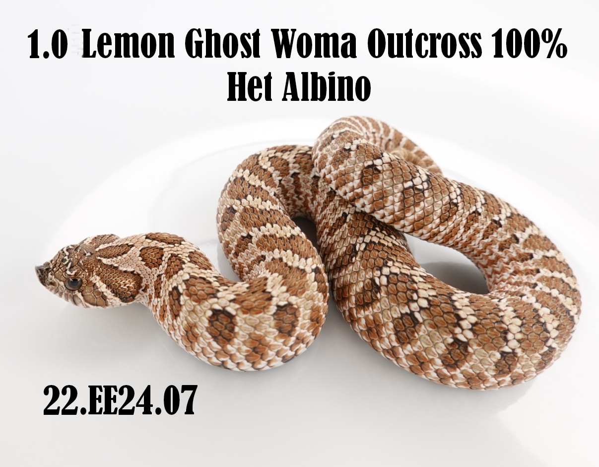 Lemon Ghost Woma Outcross 100% Het Albino Western Hognose by Ectotherm ...