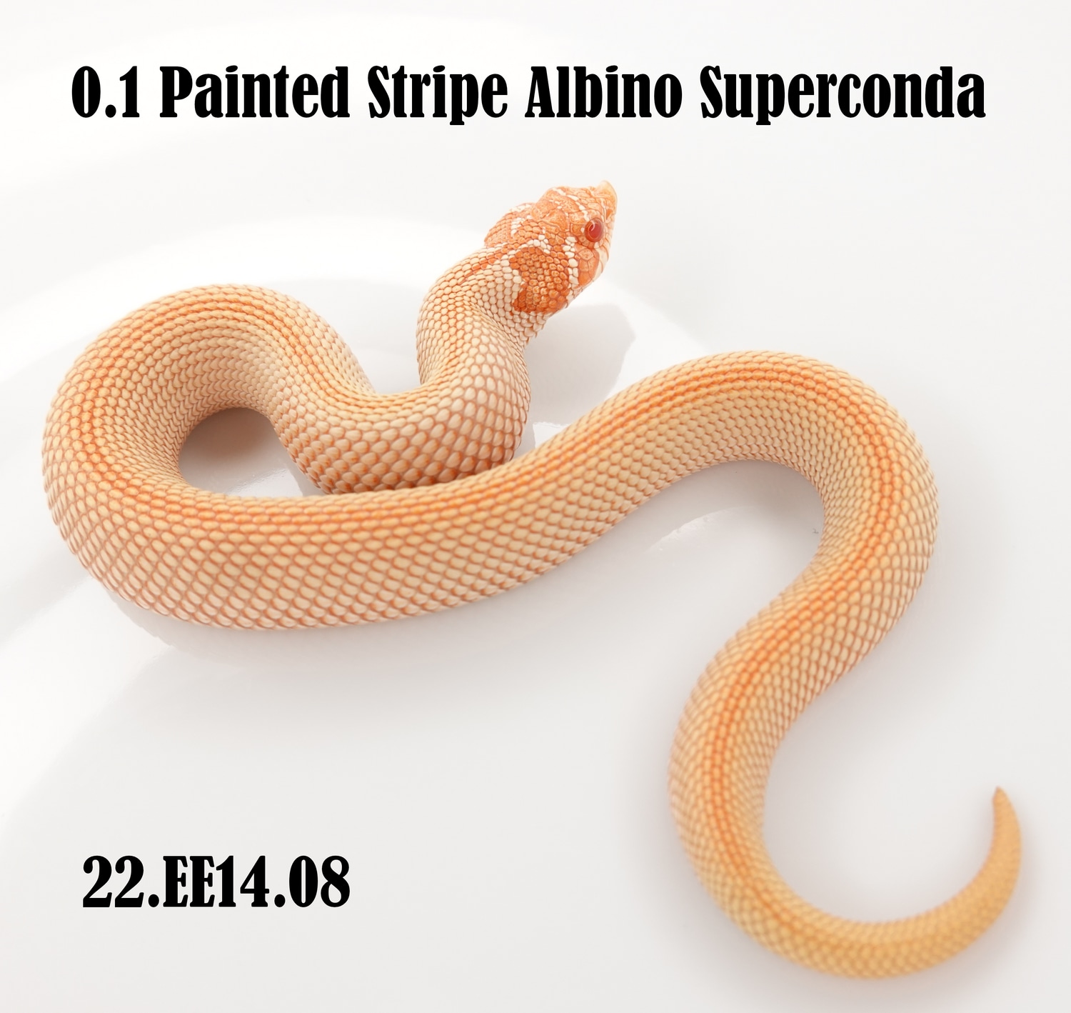 Lovely Painted Stripe Albino Superconda Western Hognose by Ectotherm ...