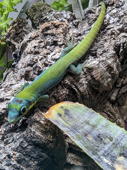 Unsexed Phelsuma Laticauda (Gold Dust) Hawaiian Blue Day Gecko by ...