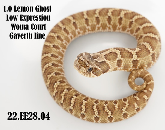 Lemon Ghost, Low Expression Woma Court Gaverth Line Western Hognose by ...