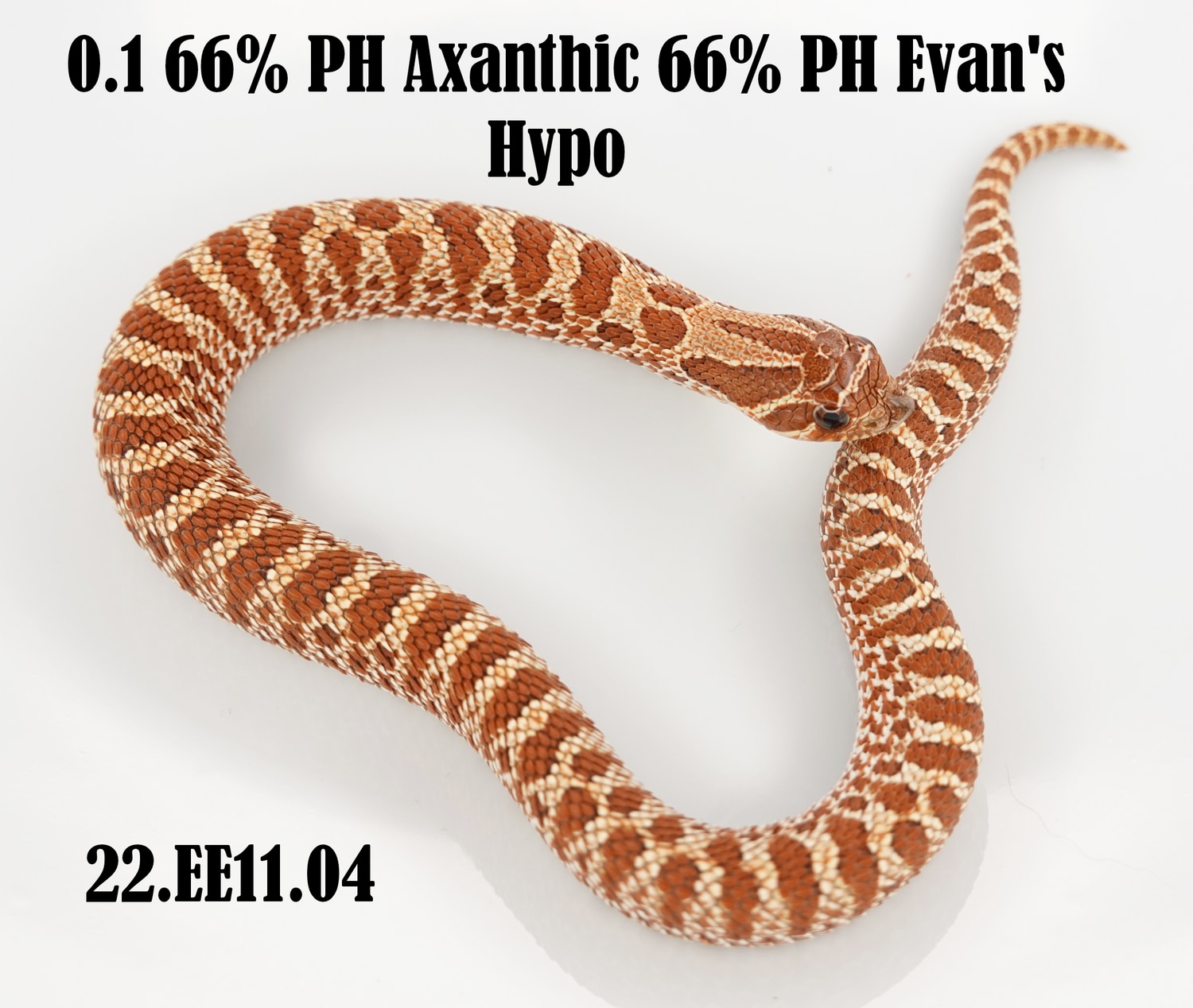 Red 66% PH Axanthic 66% PH Evan's Hypo Western Hognose by Ectotherm ...