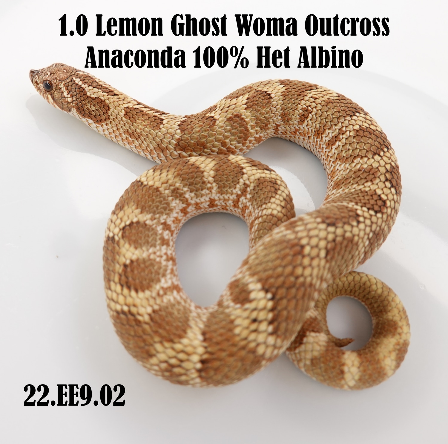 Incredible Lemon Ghost Woma Outcross Anaconda 100% Het Albino Western ...