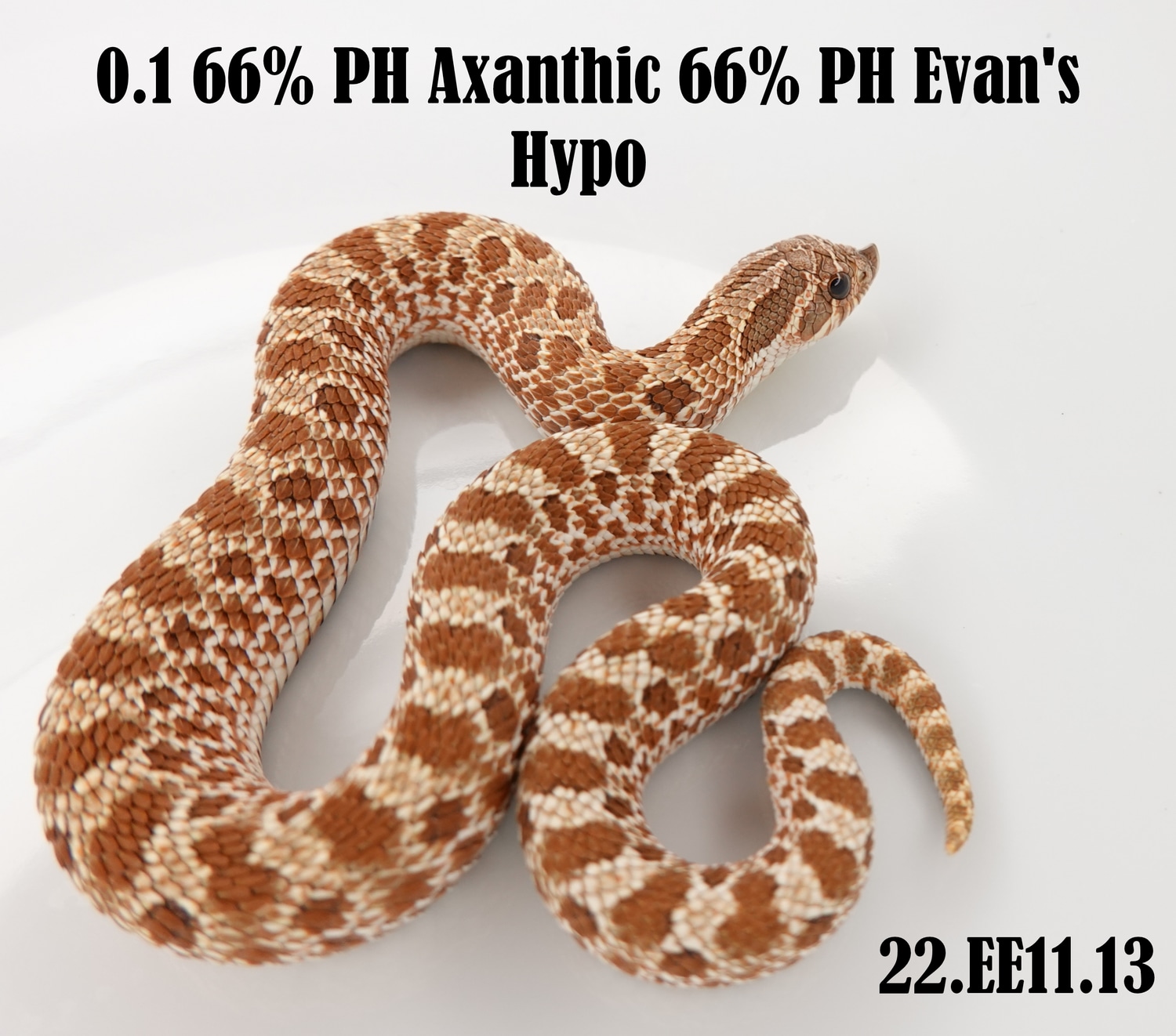 66% PH Axanthic 66% PH Evan's Hypo Western Hognose by Ectotherm Empire ...