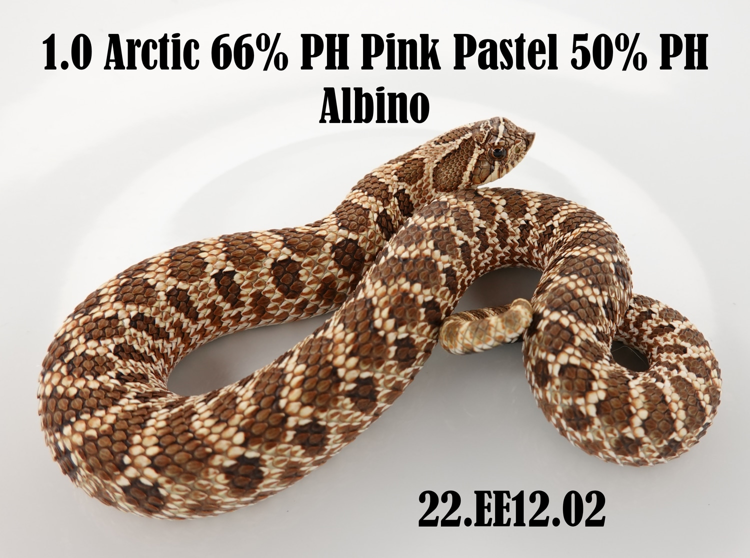Arctic 66% PH Pink Pastel 50% PH Albino Western Hognose by Ectotherm ...