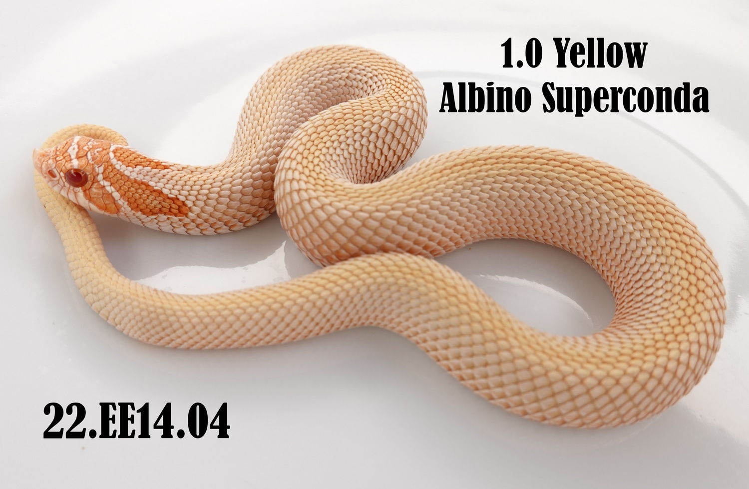 Yellow Albino Superconda Western Hognose by Ectotherm Empire - MorphMarket