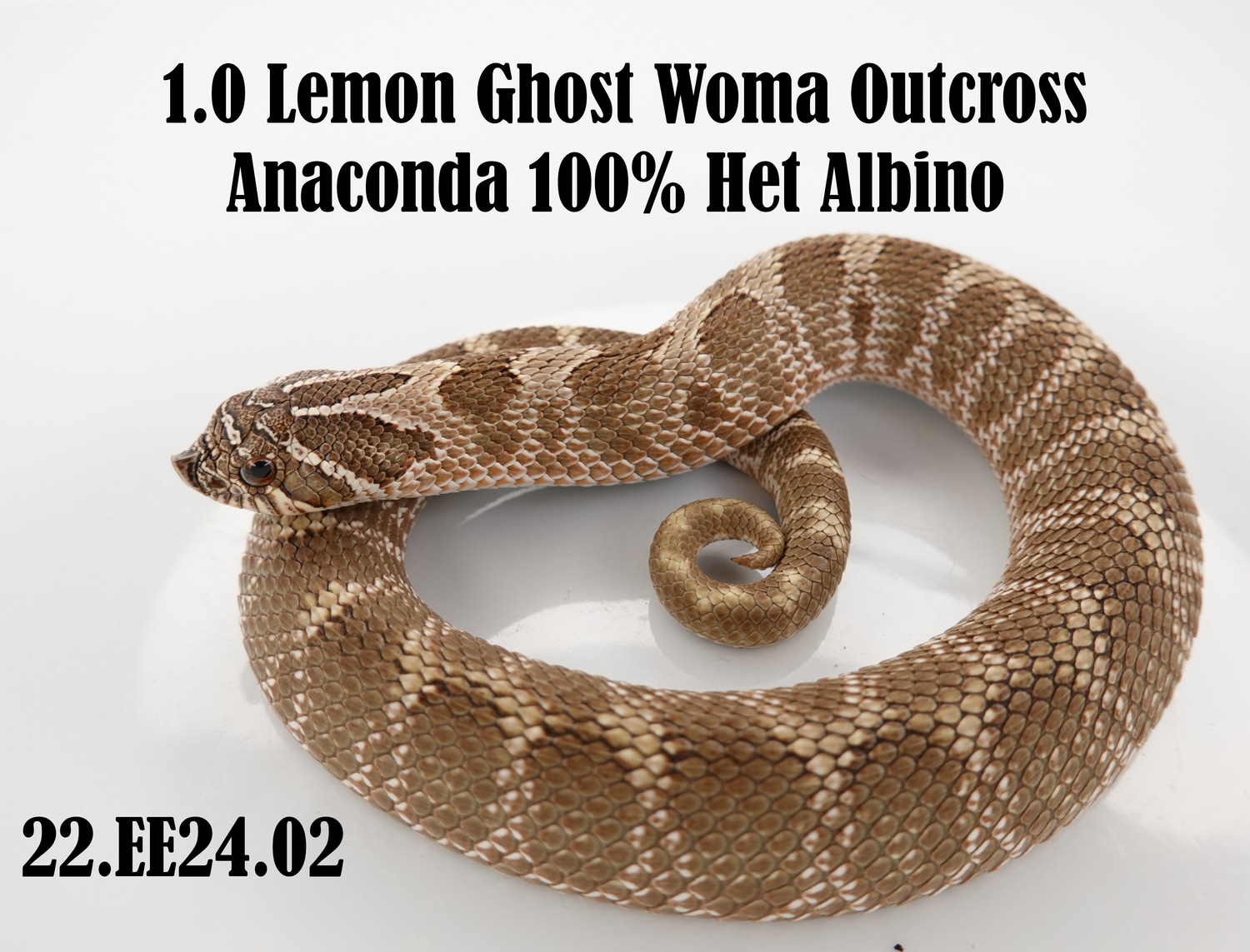 Green Lemon Ghost Woma Outcross Anaconda 100% Het Albino Western ...