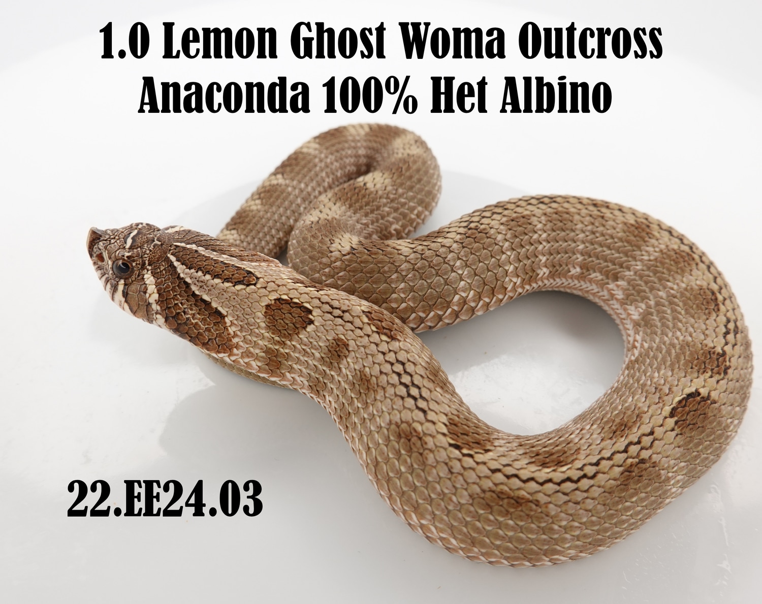 Lemon Ghost Woma Outcross Anaconda 100% Het Albino Western Hognose by ...