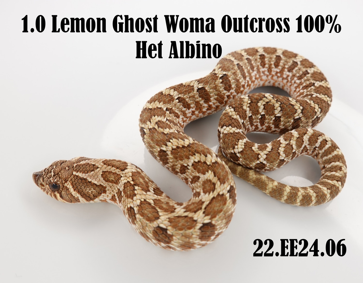 Lemon Ghost Woma Outcross 100% Het Albino Western Hognose by Ectotherm ...