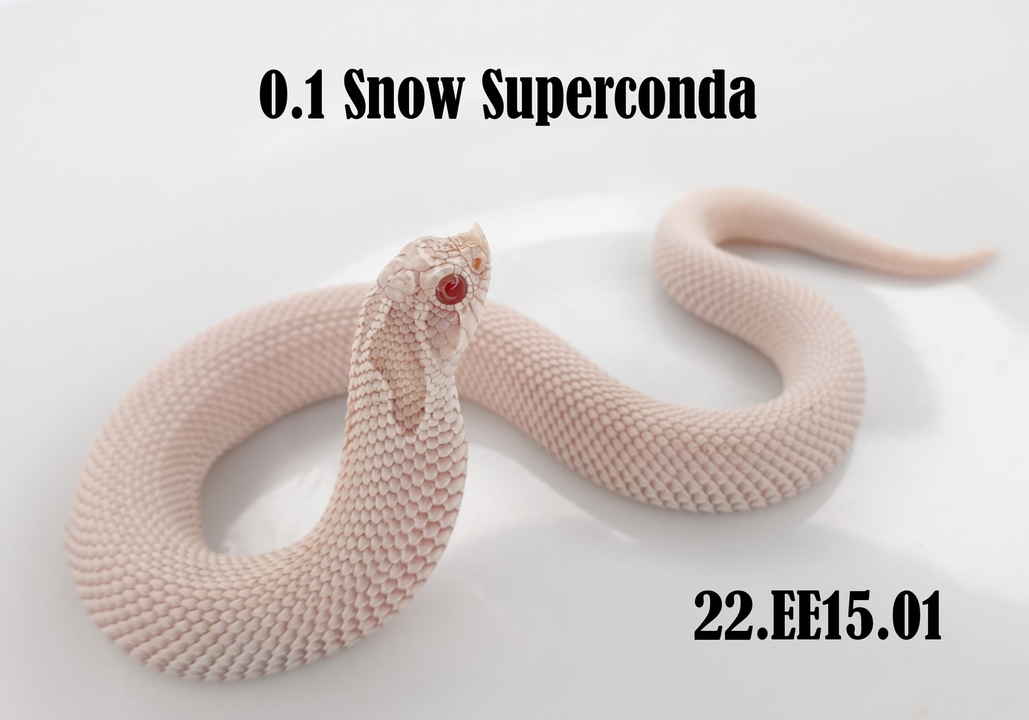 Lovely Snow Superconda, Slim PH Toffee Western Hognose by Ectotherm ...