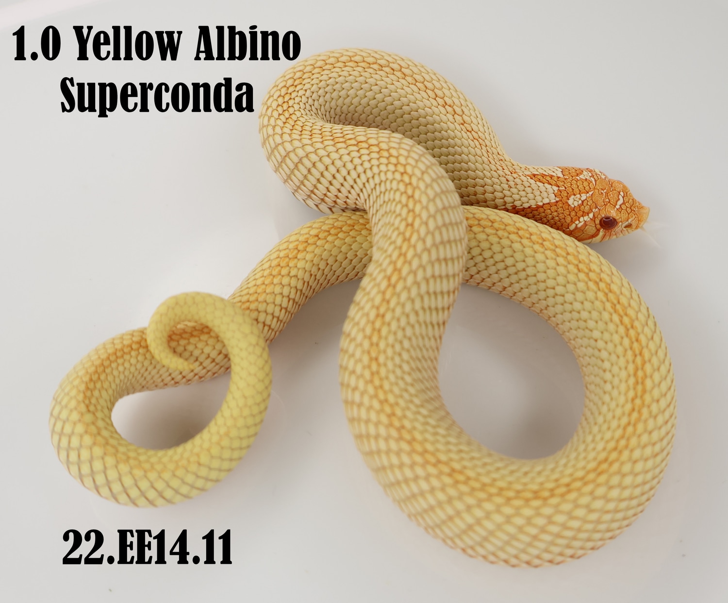 Incredible Yellow Albino Superconda Western Hognose by Ectotherm Empire ...