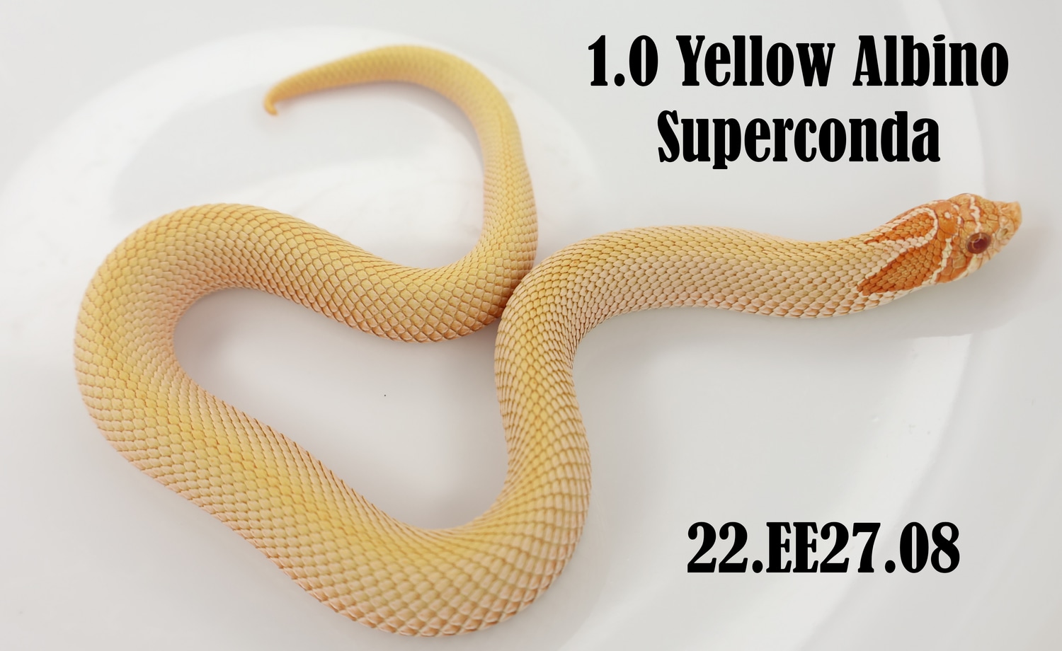 Yellow Albino Superconda Western Hognose by Ectotherm Empire - MorphMarket
