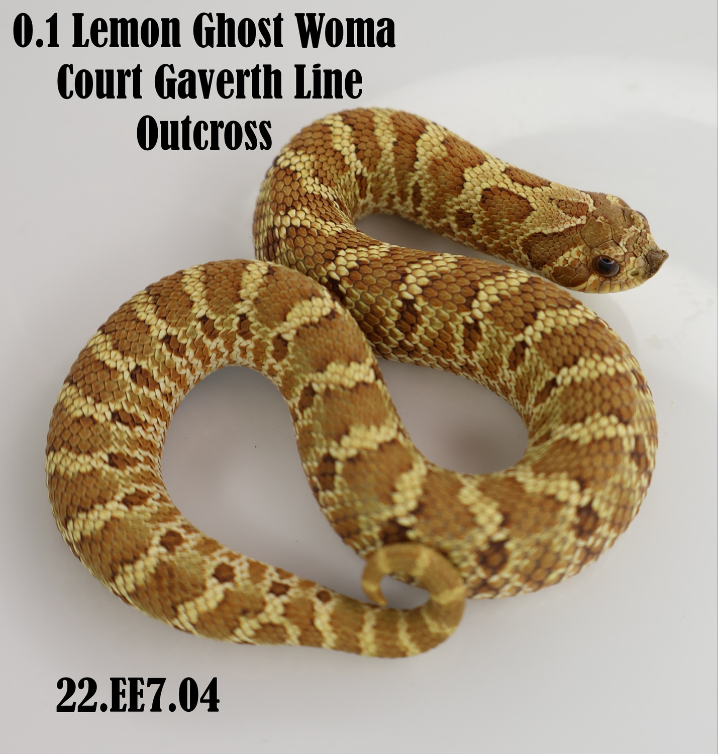 Lovely Lemon Ghost Woma Western Hognose by Ectotherm Empire - MorphMarket