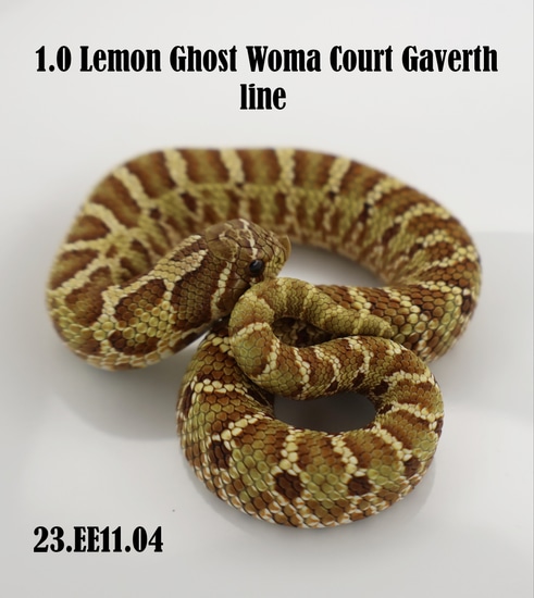 Beautiful Lemon Ghost Woma Court Gaverth Line Western Hognose by ...