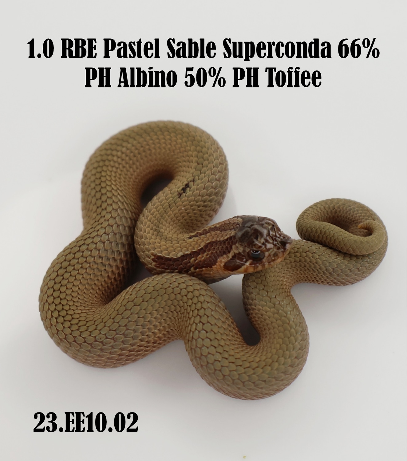 Stunning Green RBE Pastel Sable Superconda 66% PH Albino 50% PH Toffee ...