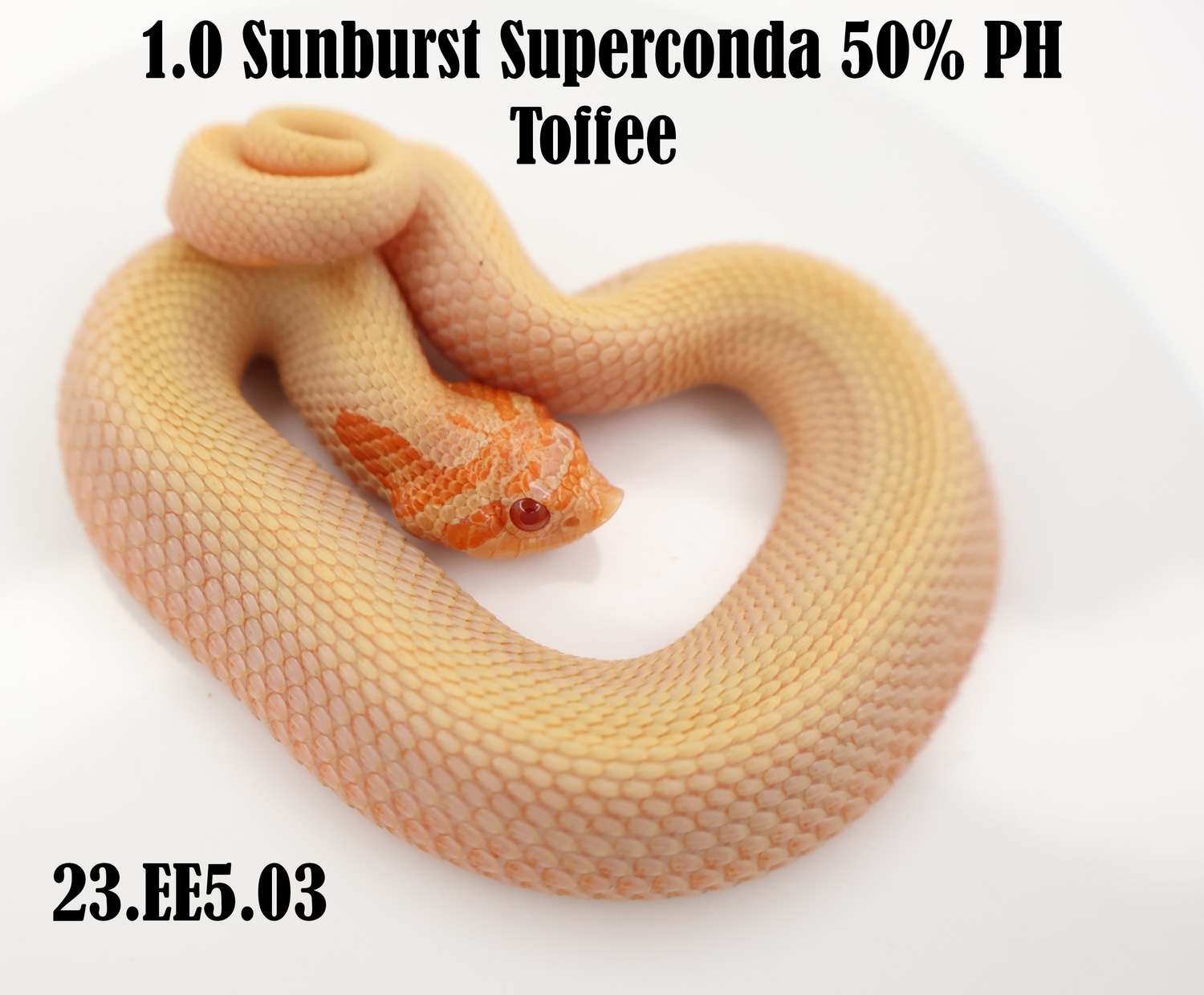 Beautiful Sunburst Superconda 50% PH Toffee Western Hognose by ...