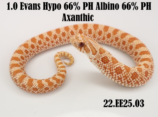 Evans Hypo 66% PH Albino 66% PH Axanthic Western Hognose by Ectotherm ...