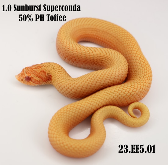Vibrant Sunburst Superconda 50% PH Toffee Western Hognose by Ectotherm ...