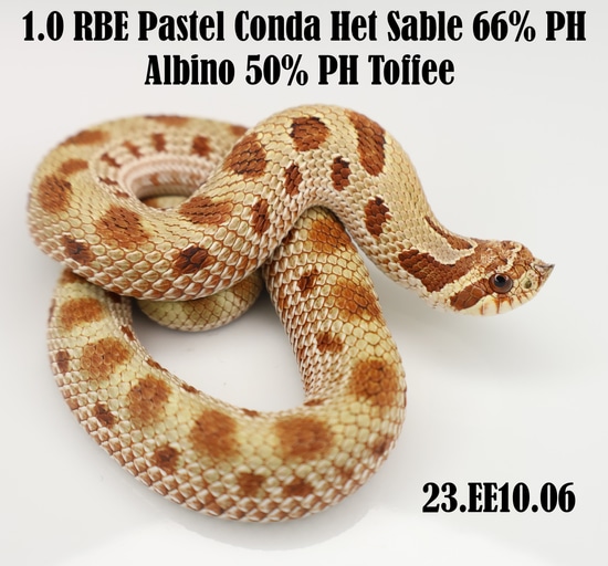 RBE Pastel Conda Het Sable 66% PH Albino 50% PH Toffee Western Hognose ...