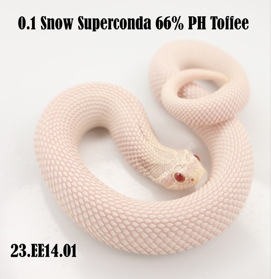 Lovely Snow Superconda 66% PH Toffee Western Hognose by Ectotherm Empire