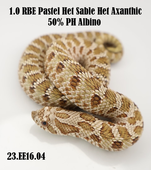 Clean And Pretty RBE Pastel Het Sable Het Axanthic 50% PH Albino ...