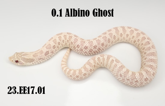 Unique Albino Ghost Western Hognose by Ectotherm Empire