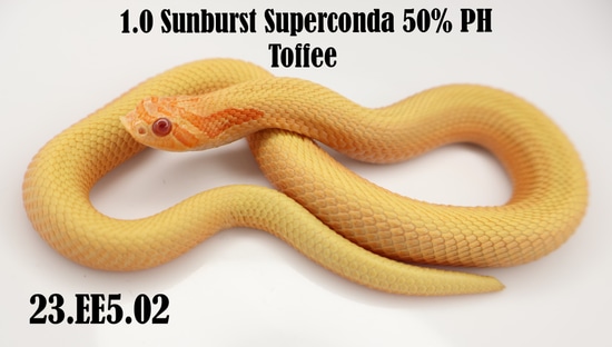 Beautiful Sunburst Superconda 50% PH Toffee Western Hognose by ...