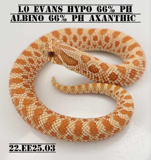 Evans Hypo 66% PH Albino 66% PH Axanthic Western Hognose by Ectotherm ...