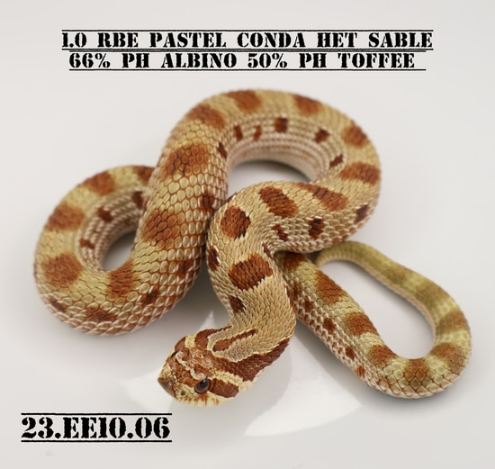 RBE Pastel Conda Het Sable 66% PH Albino 50% PH Toffee Western Hognose ...