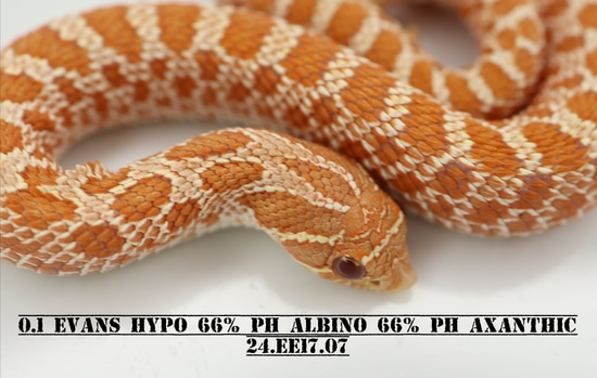 Evans Hypo Het Axanthic 66% PH Albino Western Hognose by Ectotherm Empire