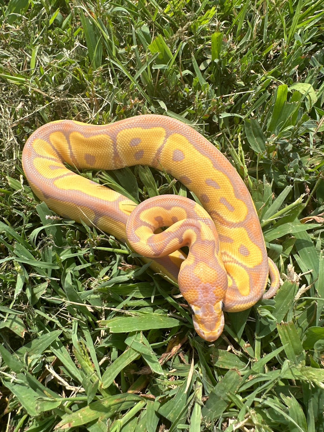 Banana Clown Pos. Het. Lavender Ball Python by Ectothermic Embrace ...