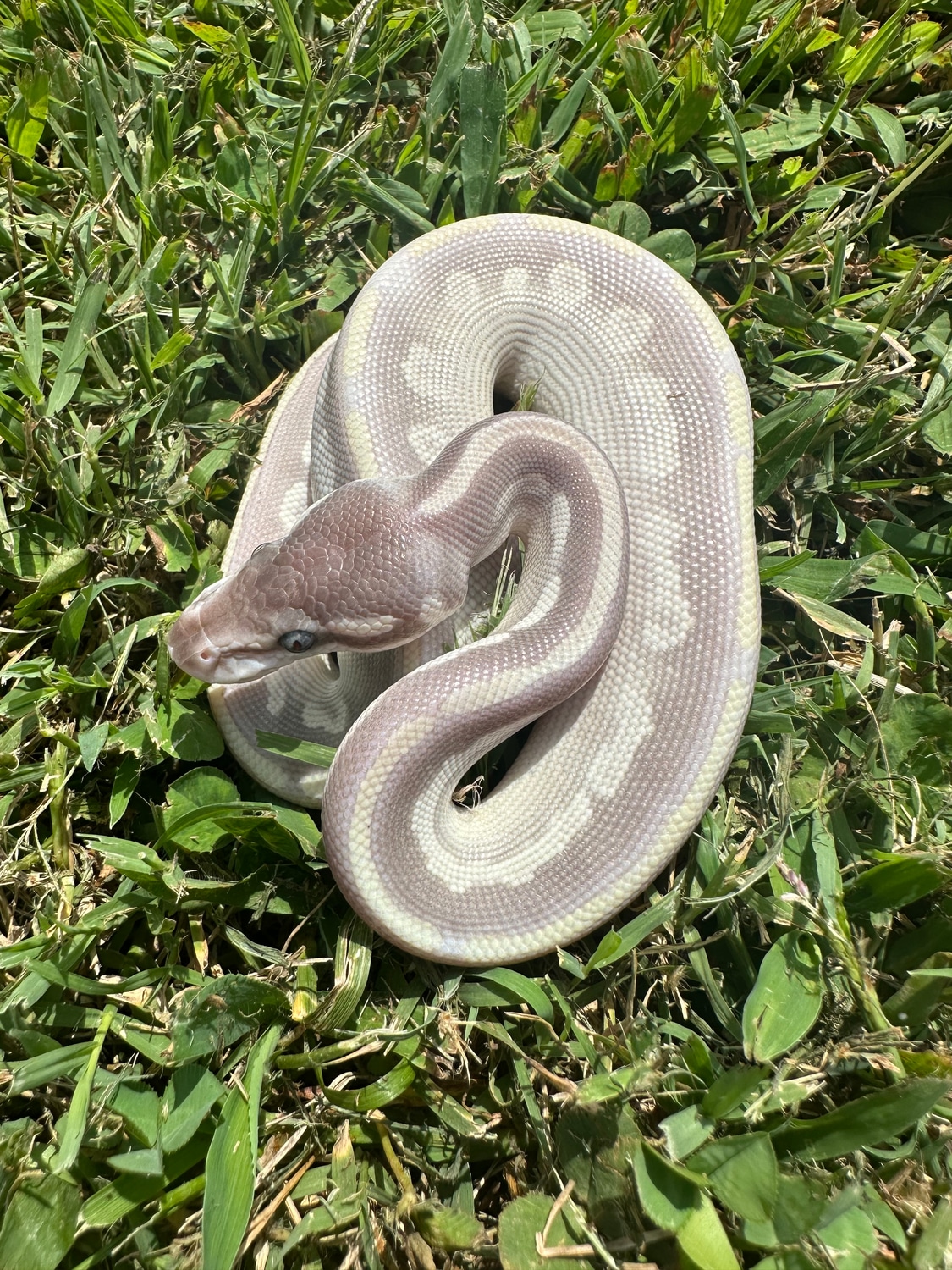 Mystic Potion Het. Ultramel Ball Python by Ectothermic Embrace Reptiles ...
