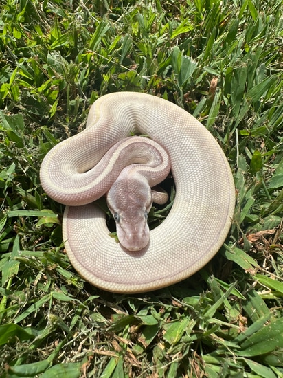 Mystic Potion Pinstripe Het. Ultramel Ball Python by Ectothermic ...