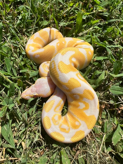 Lavender Pos. Het. Clown Ball Python by Ectothermic Embrace Reptiles