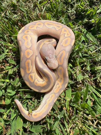 Banana Cinnamon Mojave Ball Python by Ectothermic Embrace Reptiles