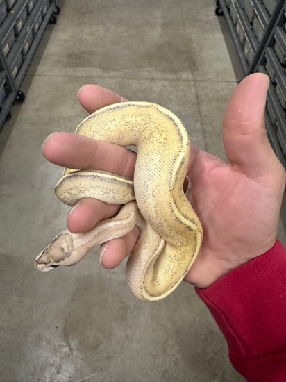 Puma Het. DG Ball Python by Ectothermic Embrace Reptiles