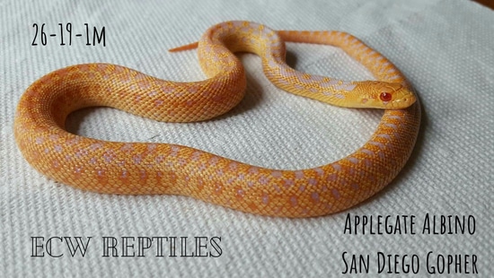Applegate Albino Gopher Snake by ECW Reptiles