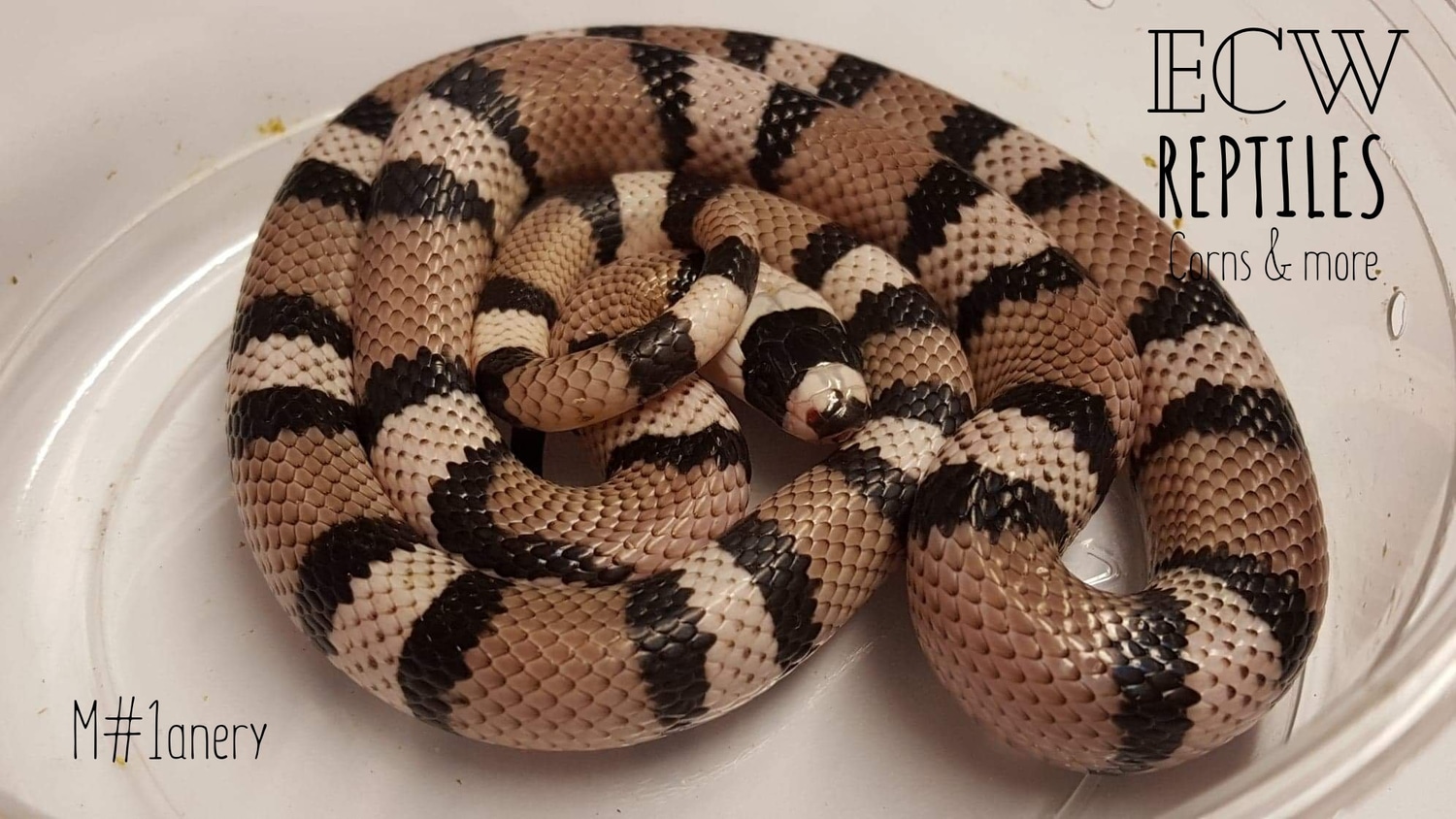 Anery Honduran Milk Snake by ECW Reptiles - MorphMarket