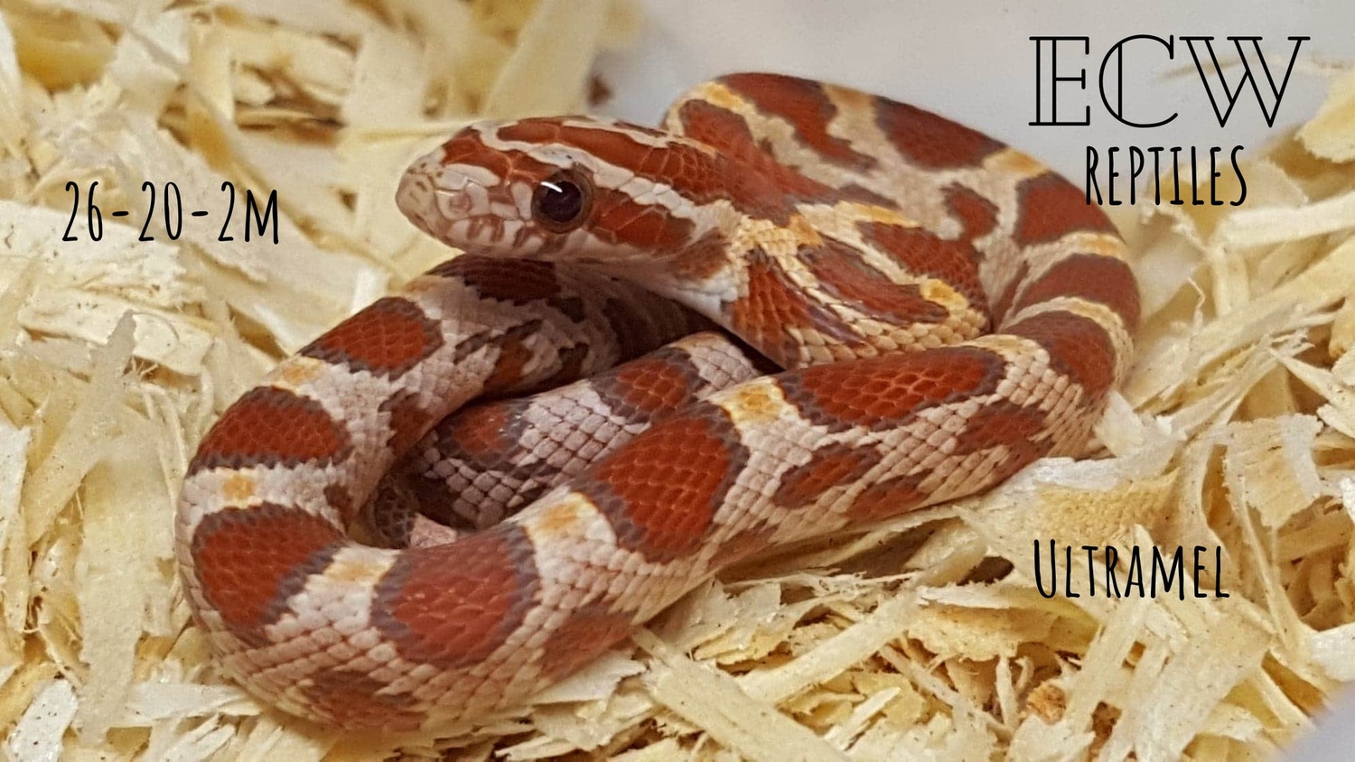 Ultramel Corn Snake by ECW Reptiles - MorphMarket