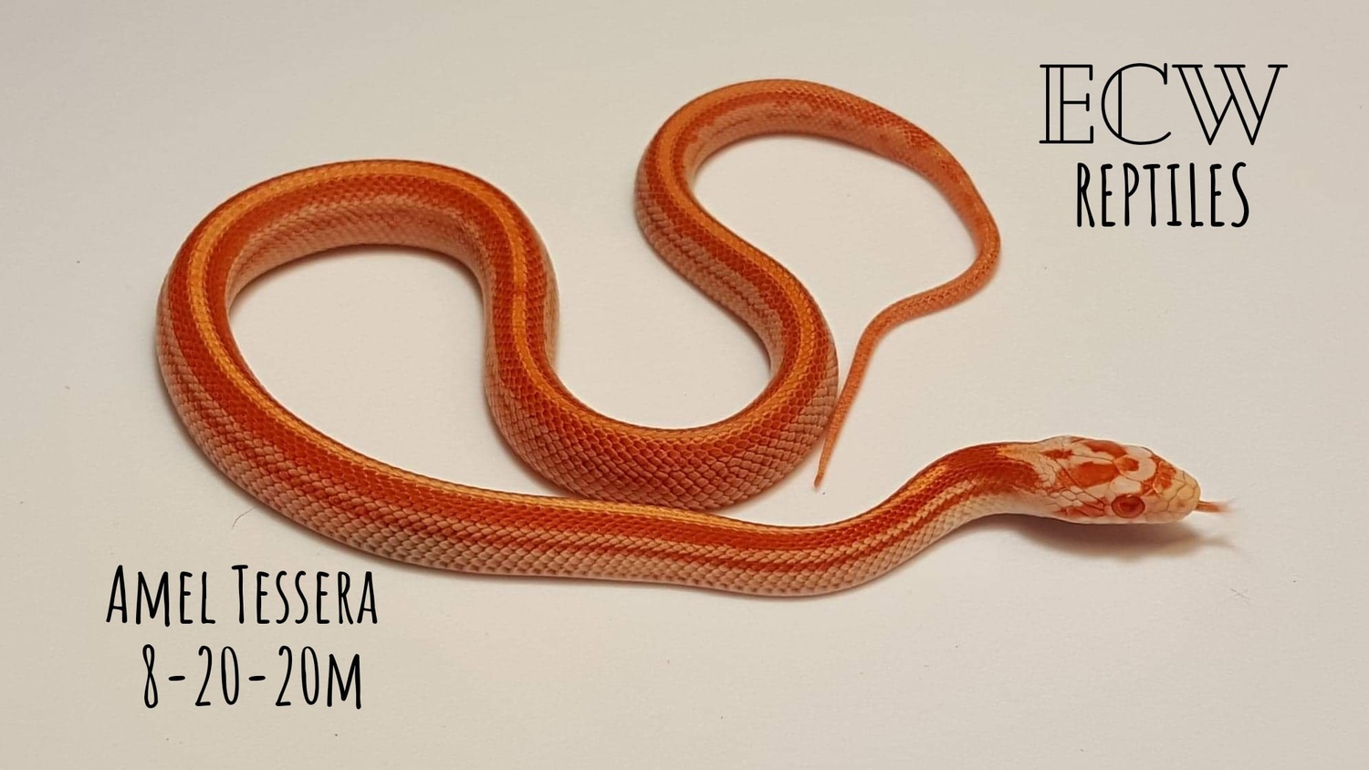 Amel Tessera Corn Snake by ECW Reptiles - MorphMarket