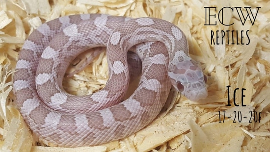 Ice Corn Snake by ECW Reptiles