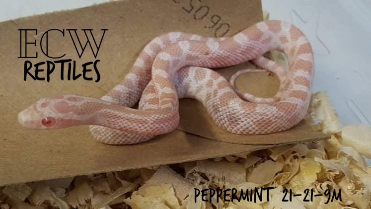 Peppermint Corn Snake by ECW Reptiles - MorphMarket