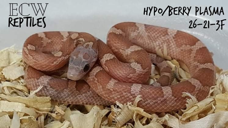 Hypo Berry Plasma Corn Snake by ECW Reptiles - MorphMarket