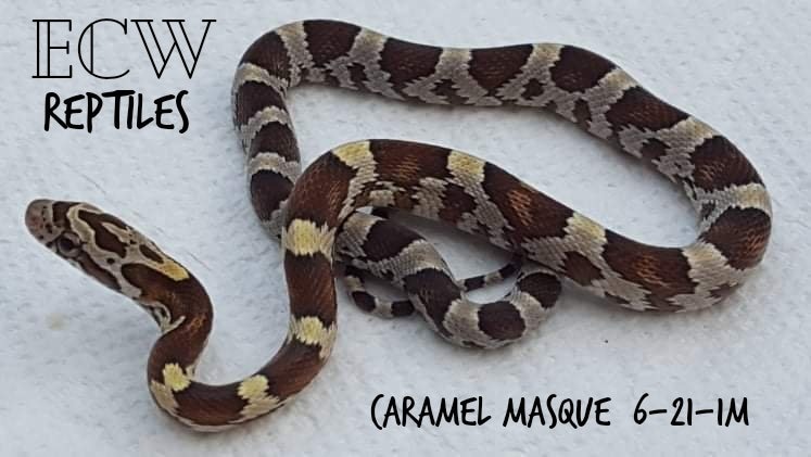 Caramel Masque Corn Snake by ECW Reptiles - MorphMarket