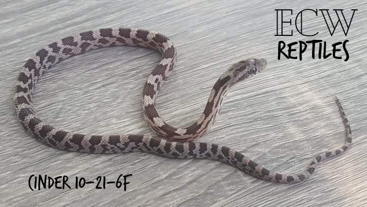 Cinder Corn Snake by ECW Reptiles - MorphMarket