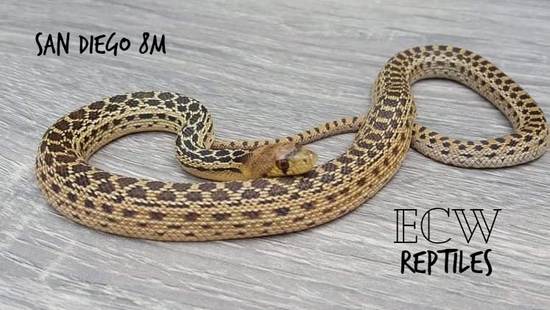 San Diego Het Applegate Albino Gopher Snake by ECW Reptiles
